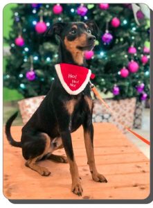 Dog Adoption in Germany: How To Adopt A Dog From A Shelter